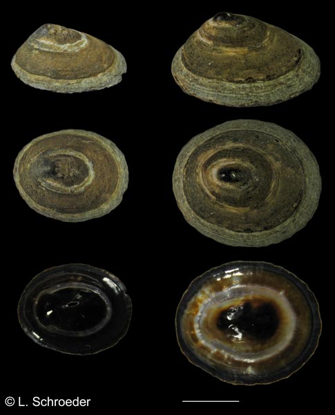 Gastropods - Acmaeidae, Lepetidae, Lottiidae, Siphonariidae, Trimusculidae